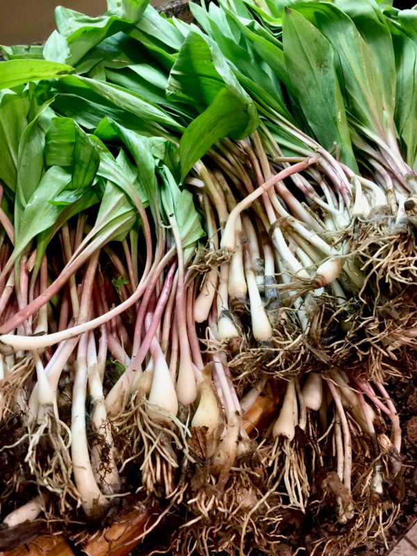Best Pickled Ramps Recipe - From A Chef's Kitchen