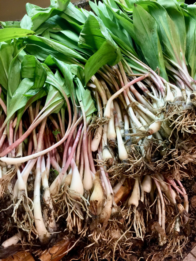 Best Pickled Ramps Recipe - From A Chef's Kitchen